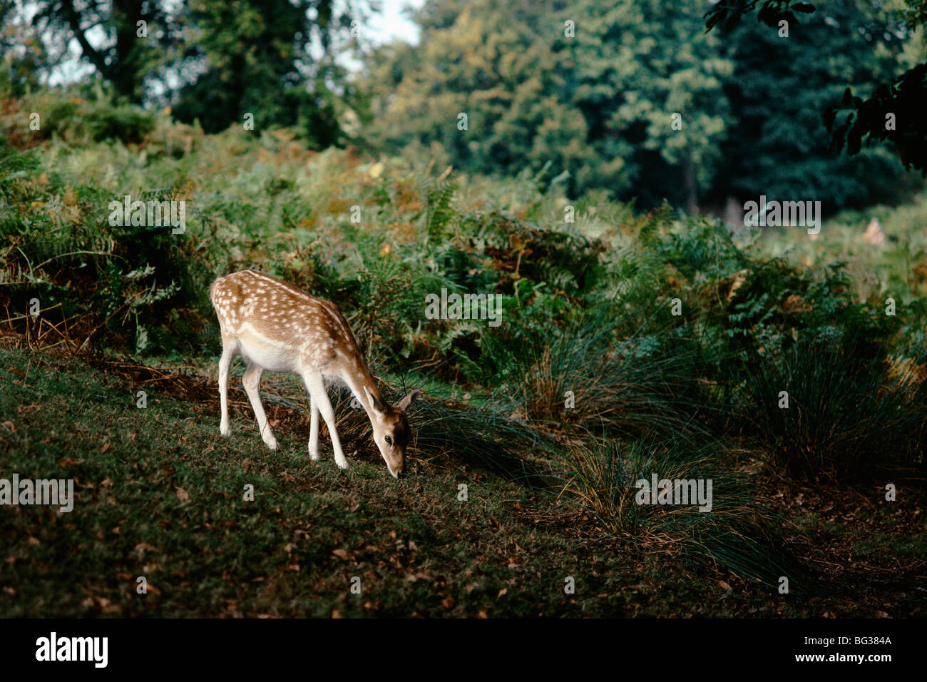Fallow deer in woodland clearing Stock Photo - Alamy