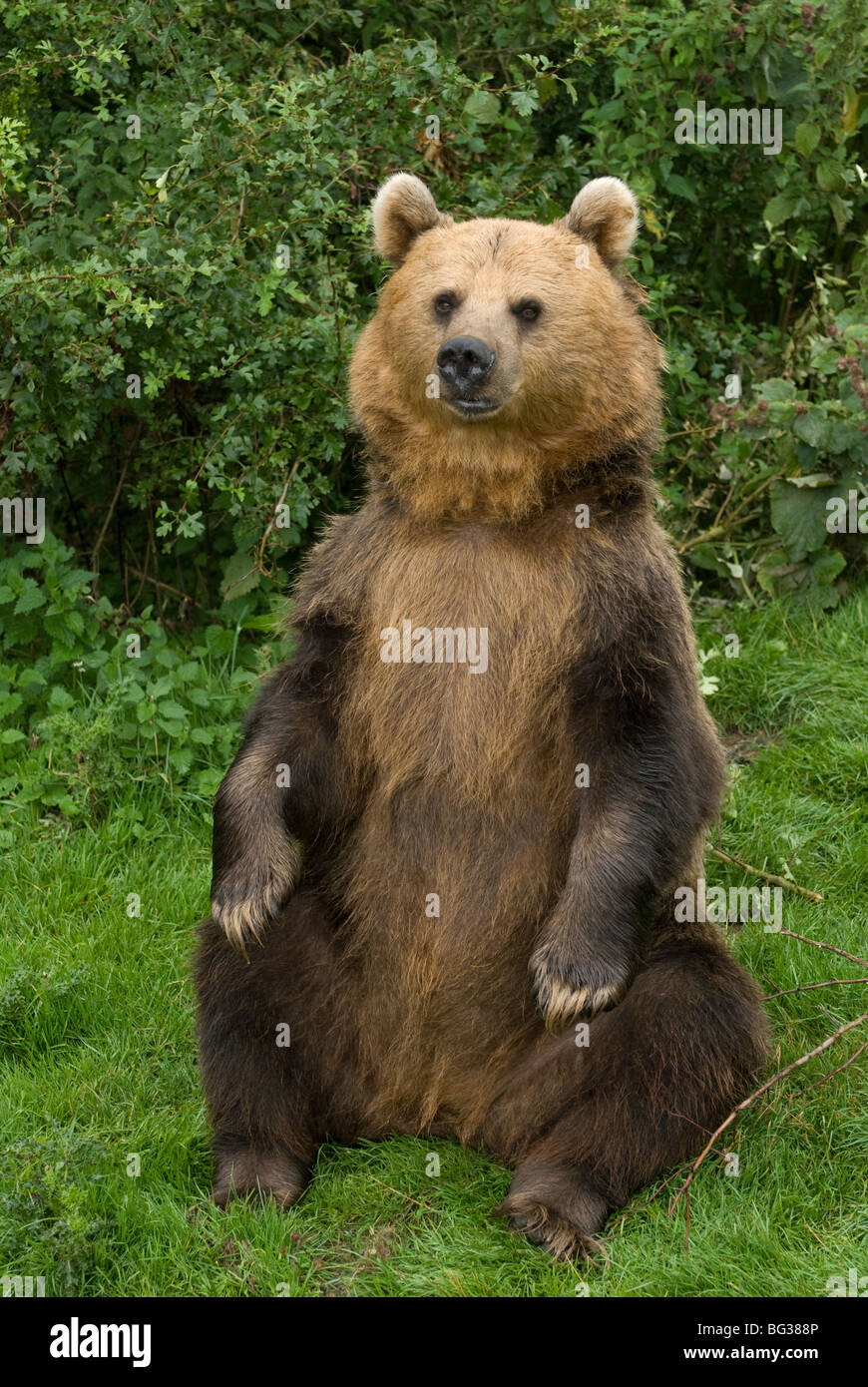 Brown bear in captivity hi-res stock photography and images - Alamy