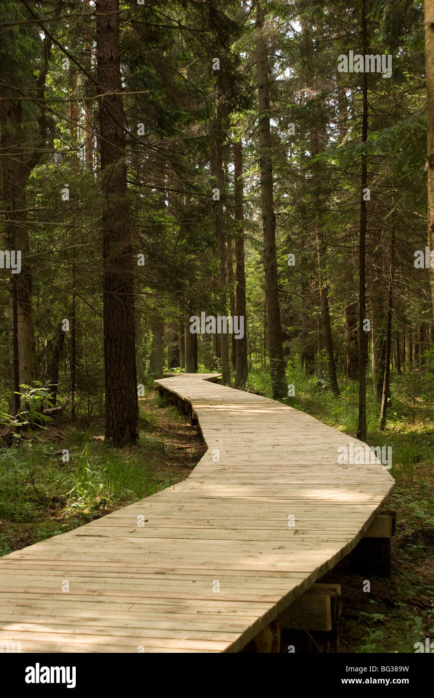 wooden path in forest Stock Photo - Alamy