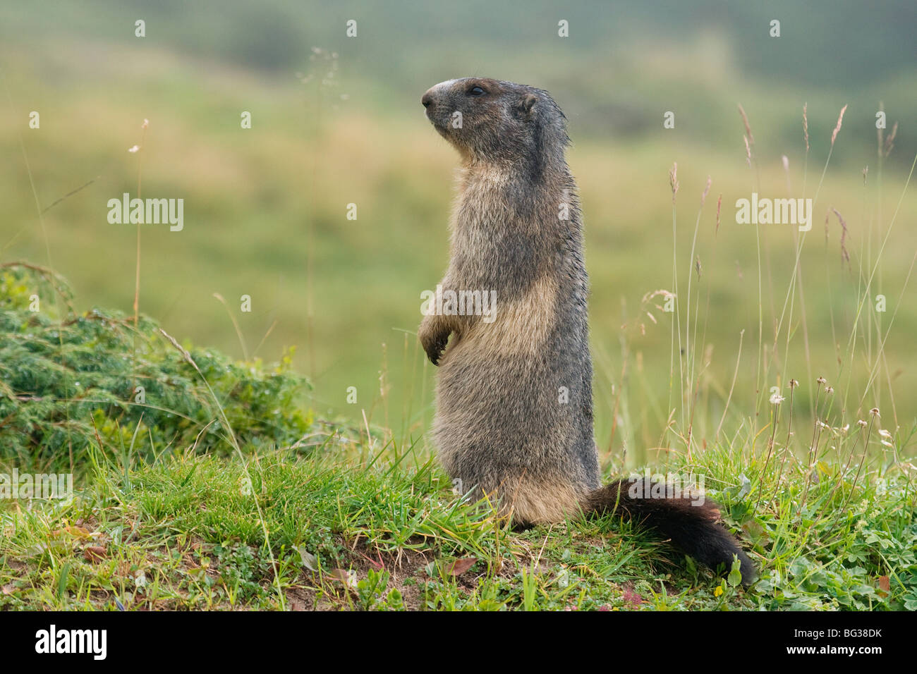 Alpine marmot - standing / Marmota marmota Stock Photo - Alamy