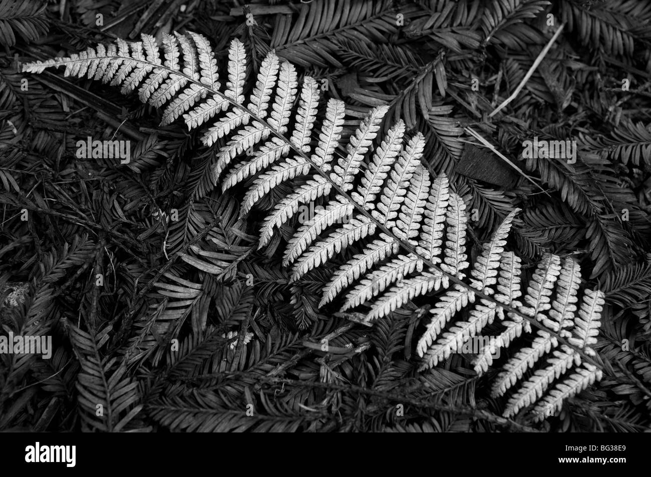 Silver fern hi-res stock photography and images - Alamy