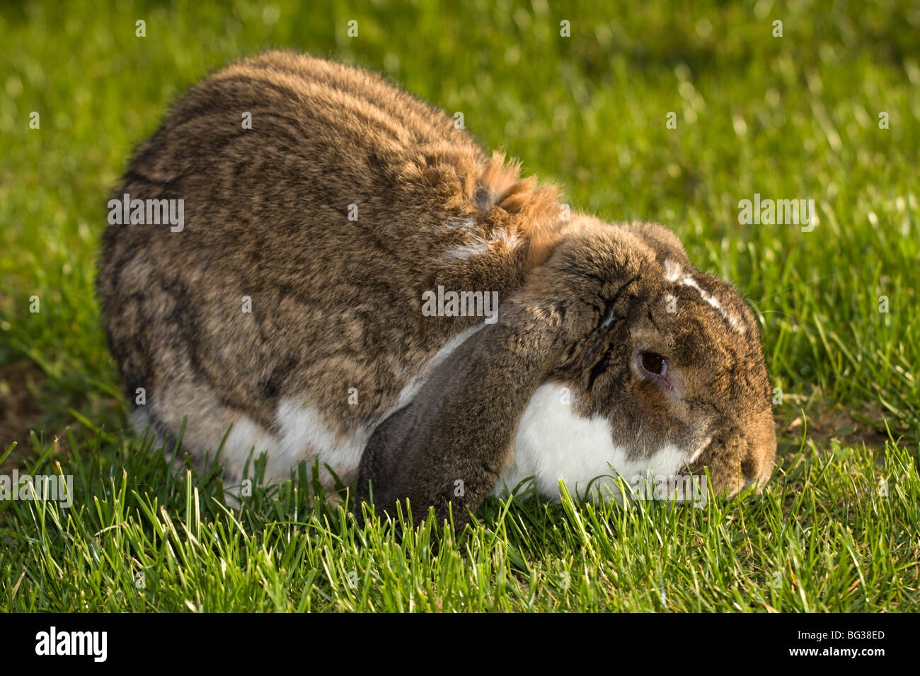 Eat rabbit hi-res stock photography and images - Alamy
