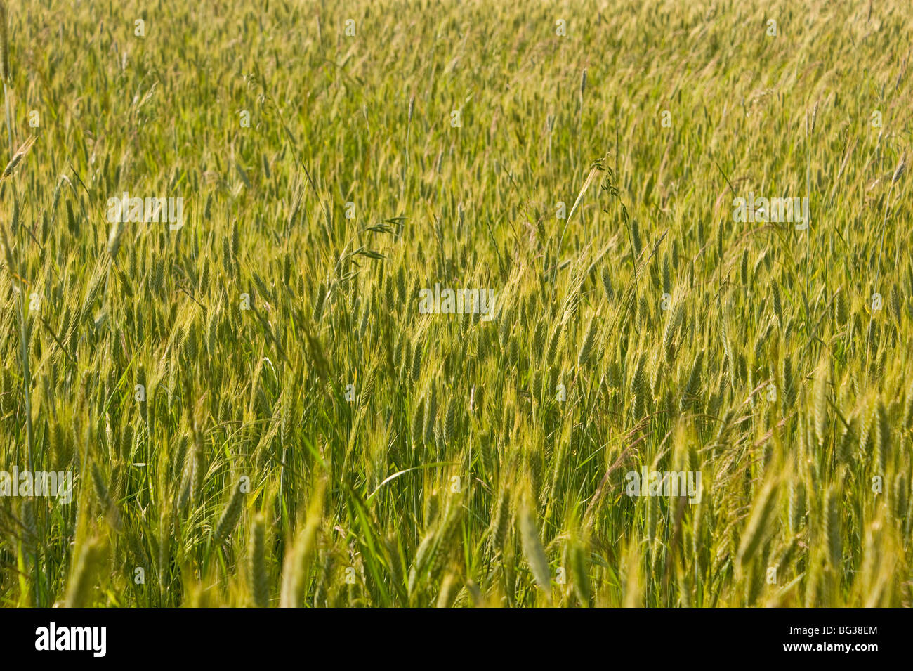 Green barley field wind hi-res stock photography and images - Alamy