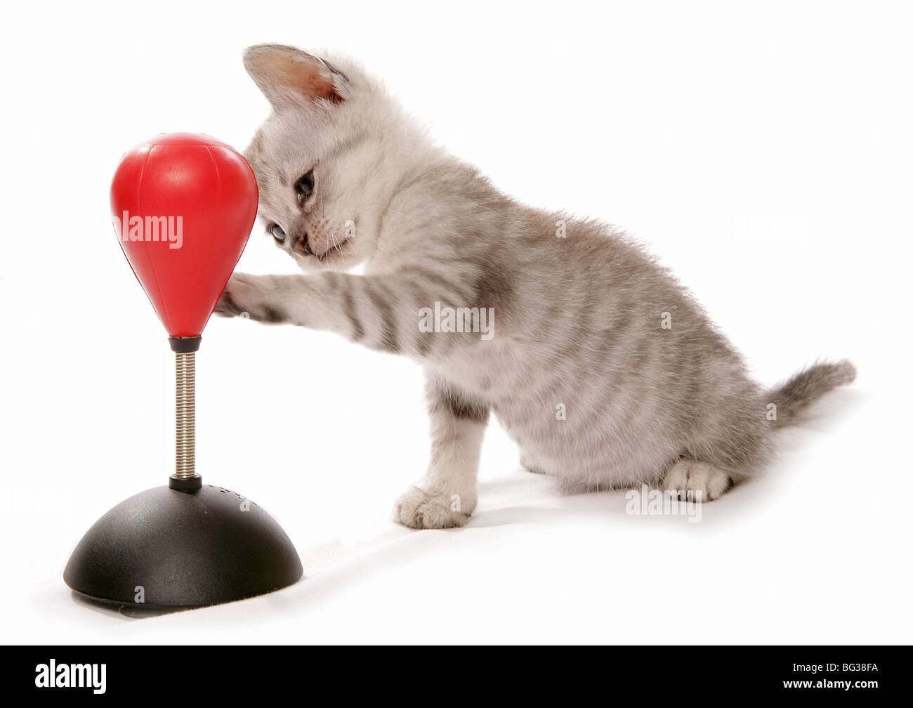 Boxing Kitten Cut Out Stock Images & Pictures - Alamy