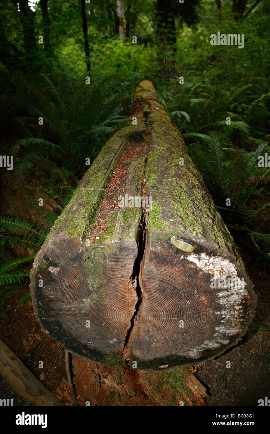 Squak mountain hi-res stock photography and images - Alamy