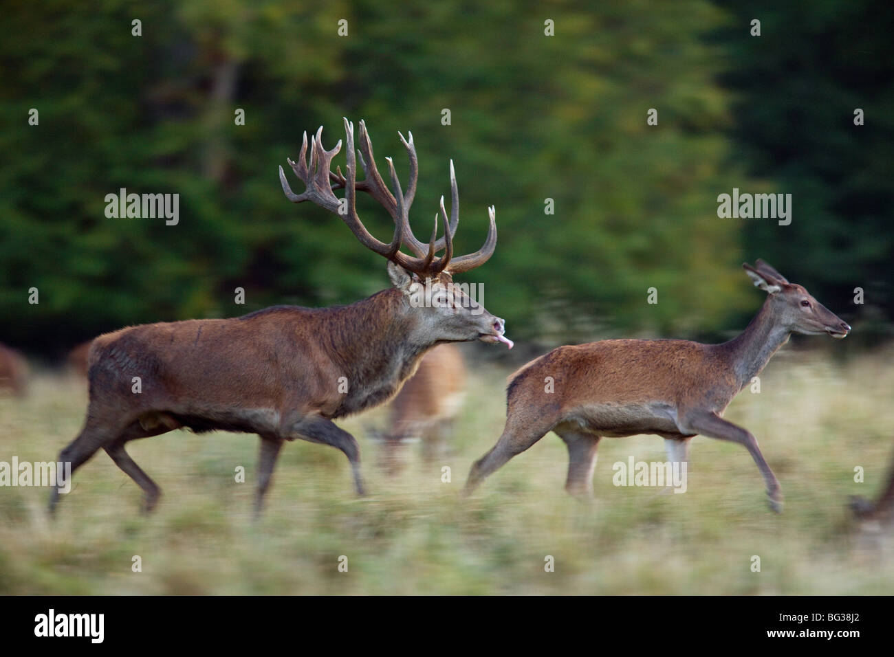 Chasing deer hi-res stock photography and images - Alamy