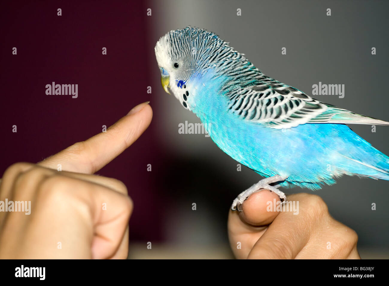 Pet parrot hi-res stock photography and images - Alamy
