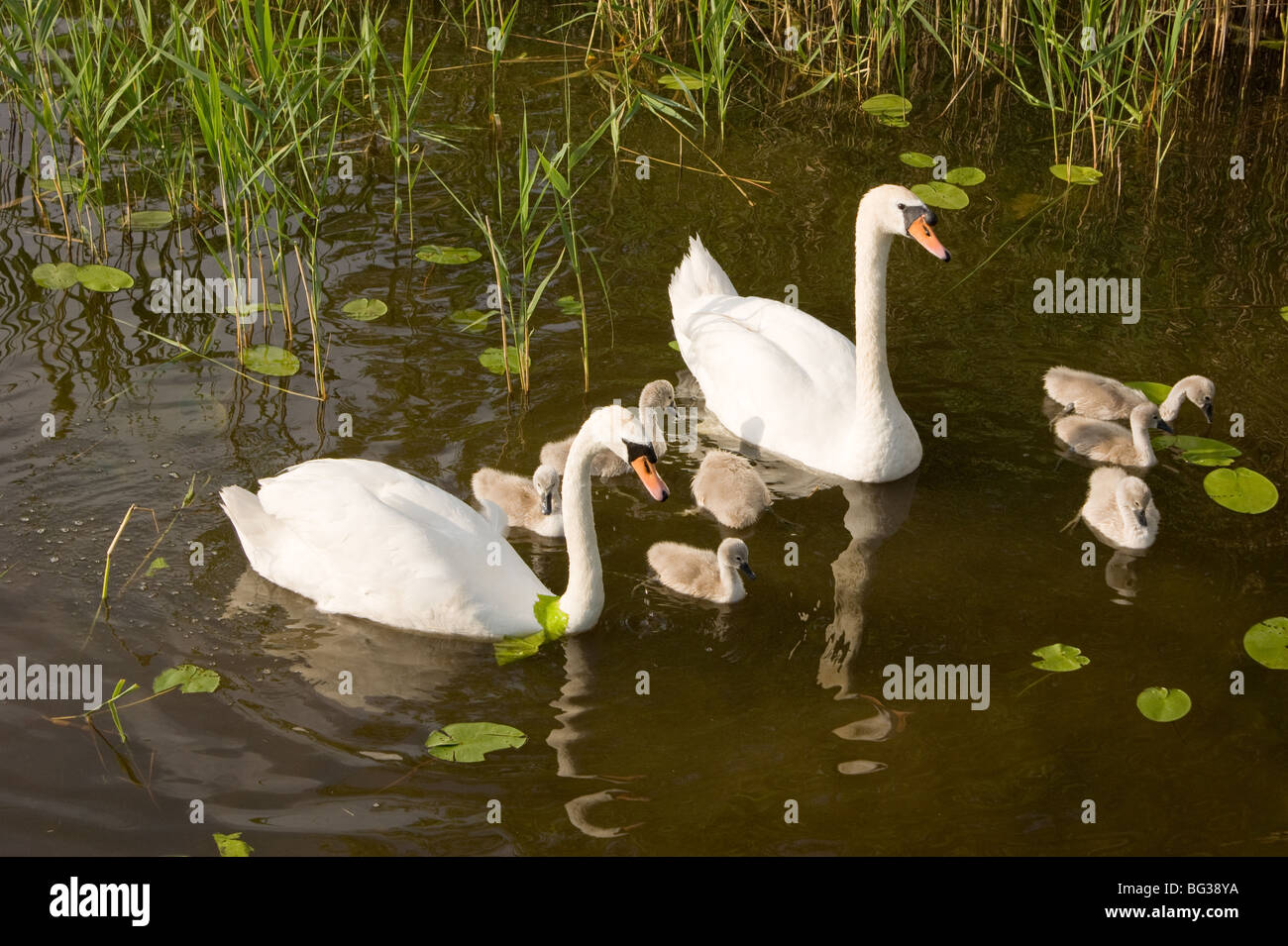 Family swans birds pond water hi-res stock photography and images - Alamy