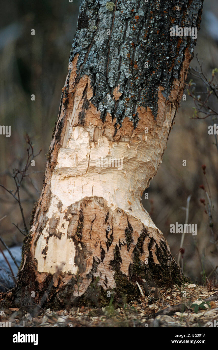 North American Beaver - damaged tree Stock Photo - Alamy