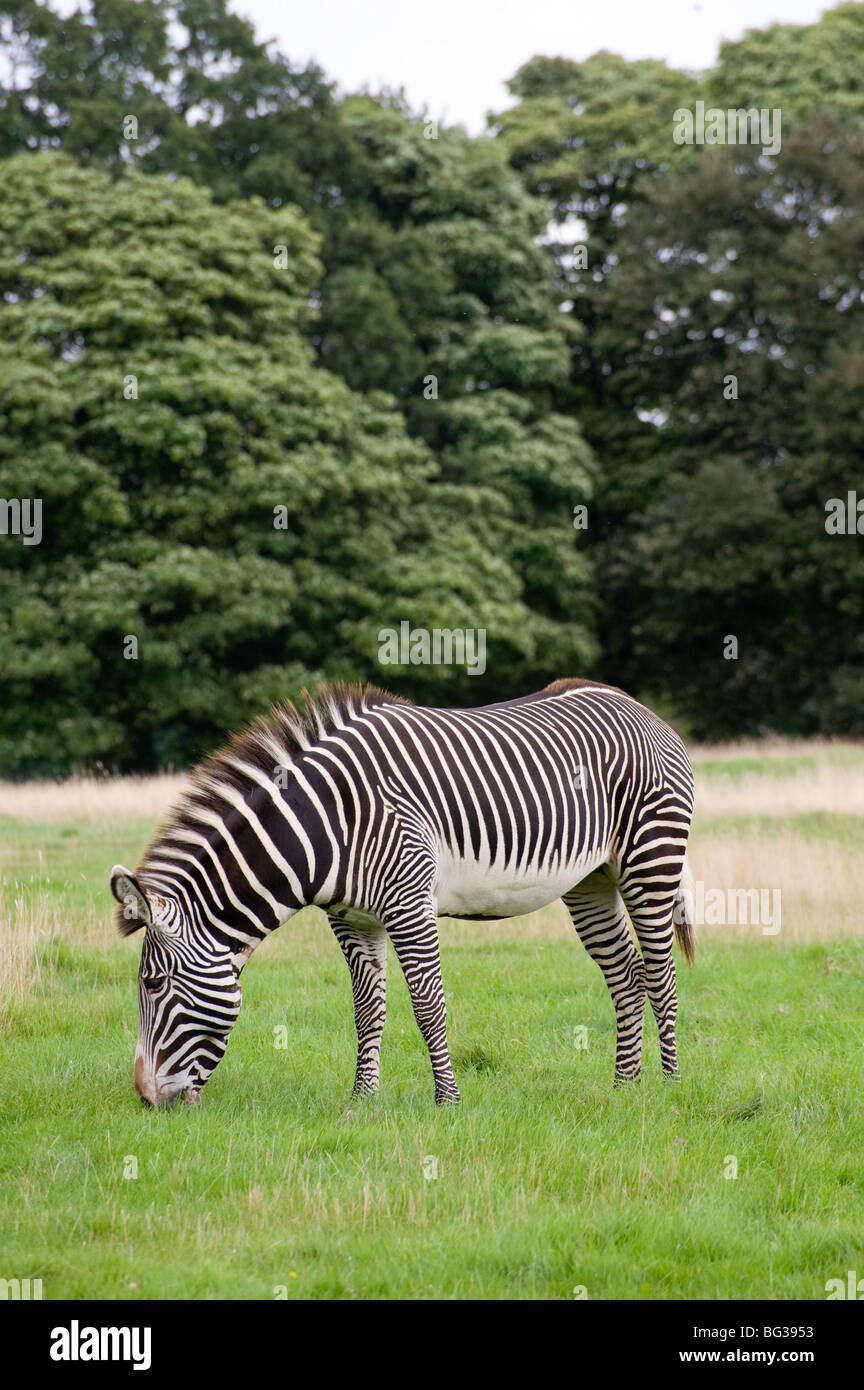 Zebras captivity hi-res stock photography and images - Alamy