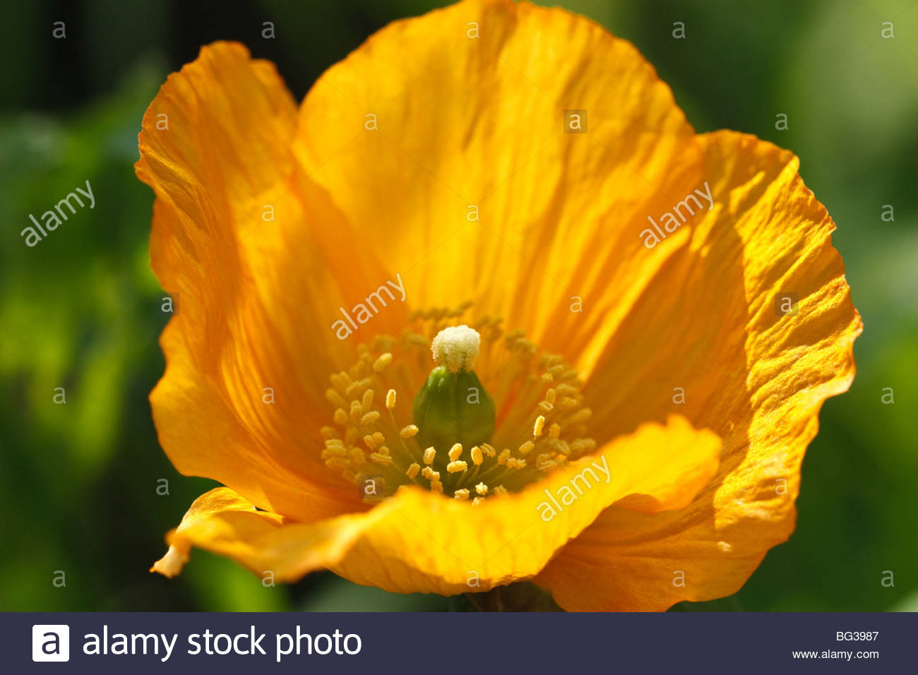 Poppy Flower Stock Photos & Poppy Flower Stock Images - Alamy
