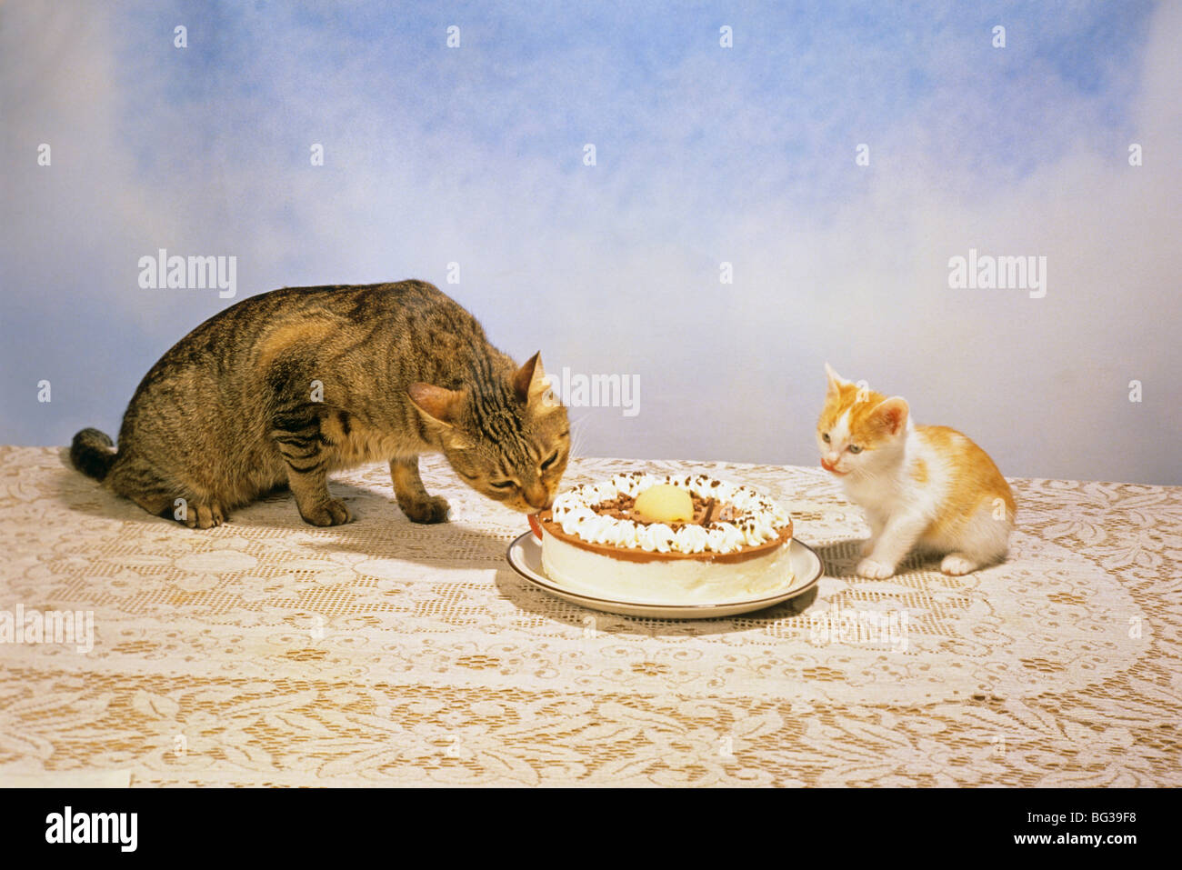 Bad Cat Cake