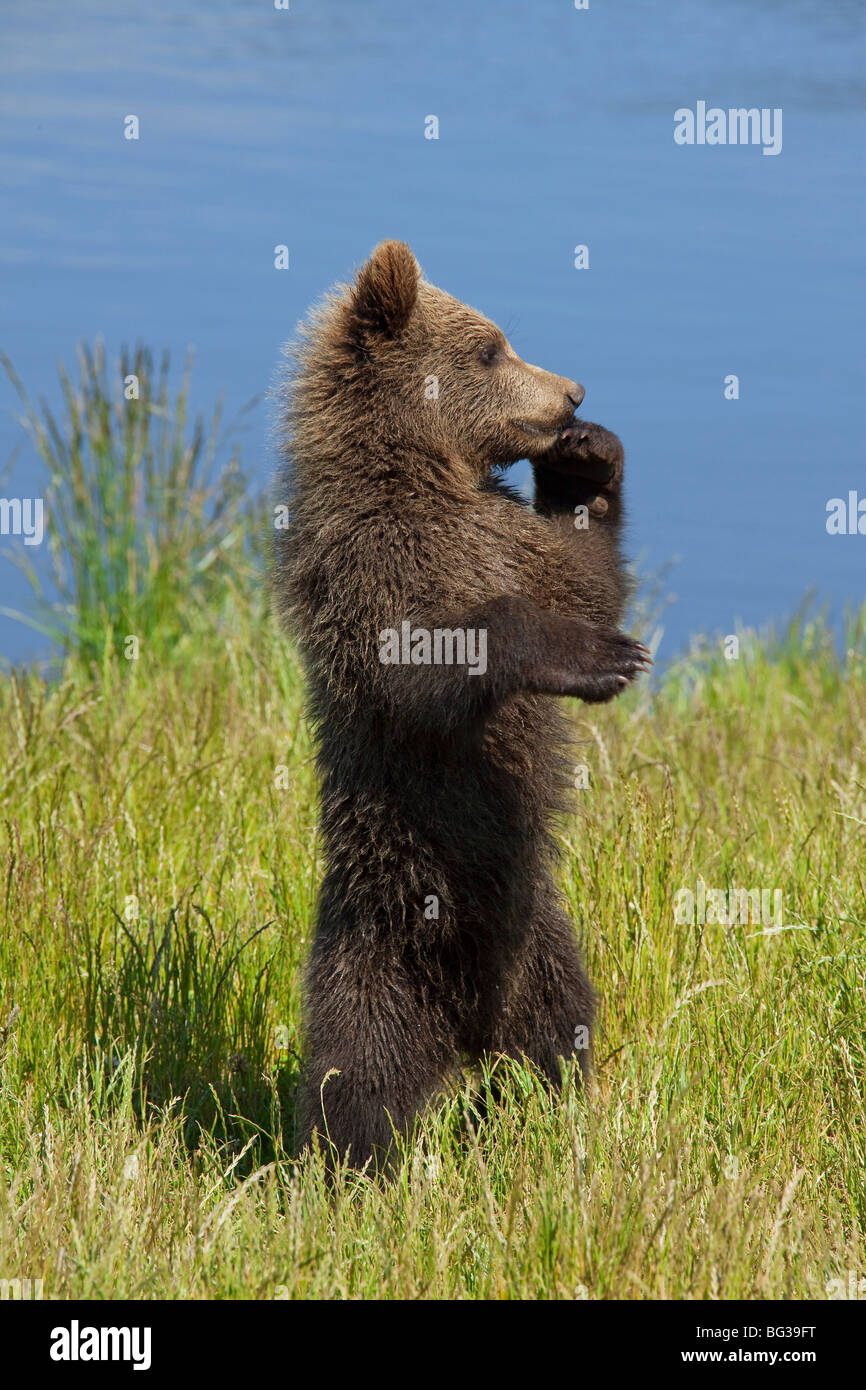 European Brown Bear (Ursus arctos). Cub standing upright in grass ...