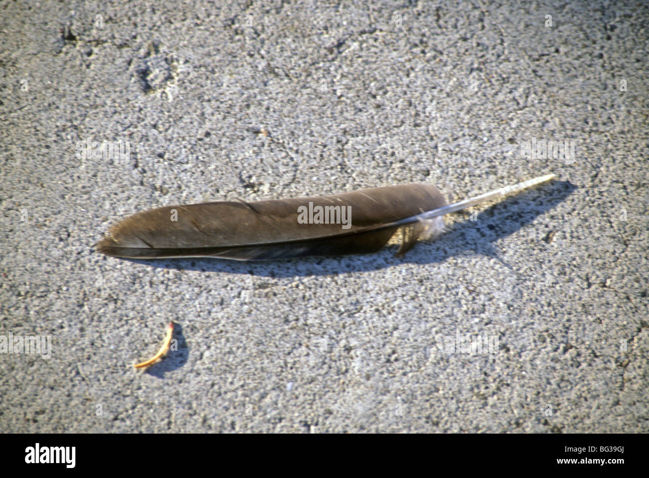 Bird natural light hi-res stock photography and images - Alamy