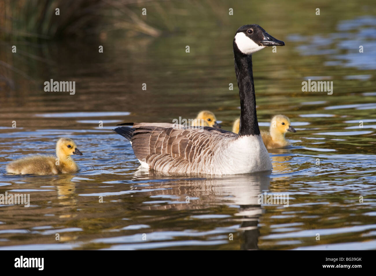 Canada Geese (branta canadensis) & goslings Stock Photo - Alamy