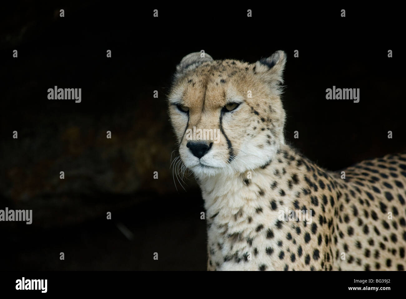 Cheetah in captivity hi-res stock photography and images - Alamy