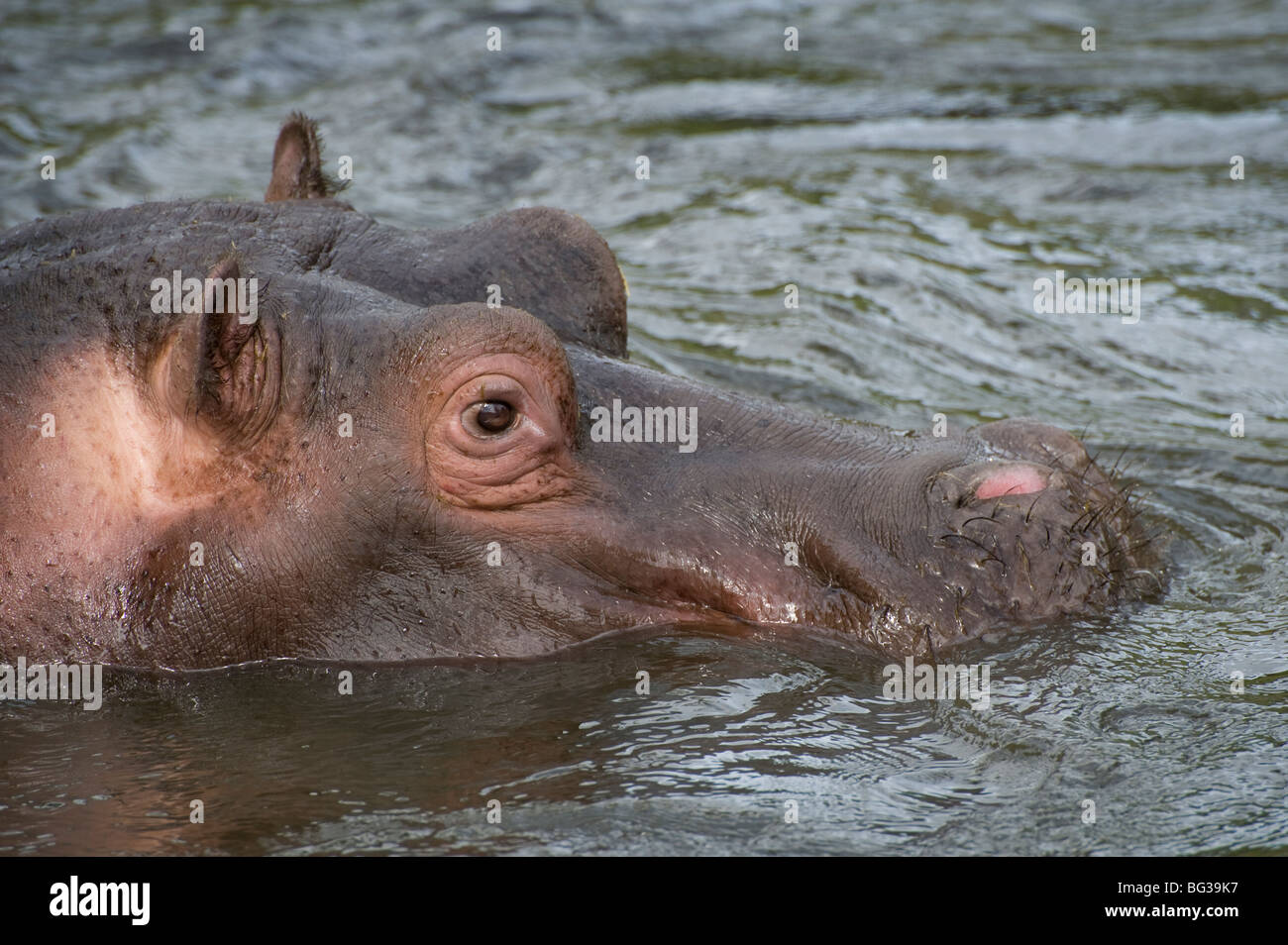 Hippopotamus in captivity at Whipsnade Zoo in England Stock Photo - Alamy