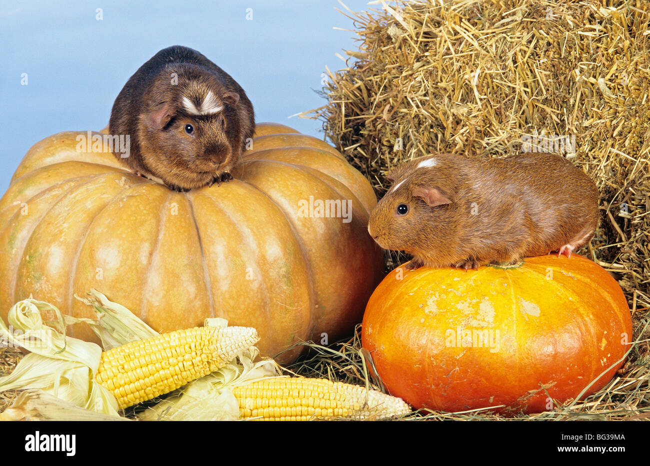 Two american guinea pigs hi-res stock photography and images - Alamy