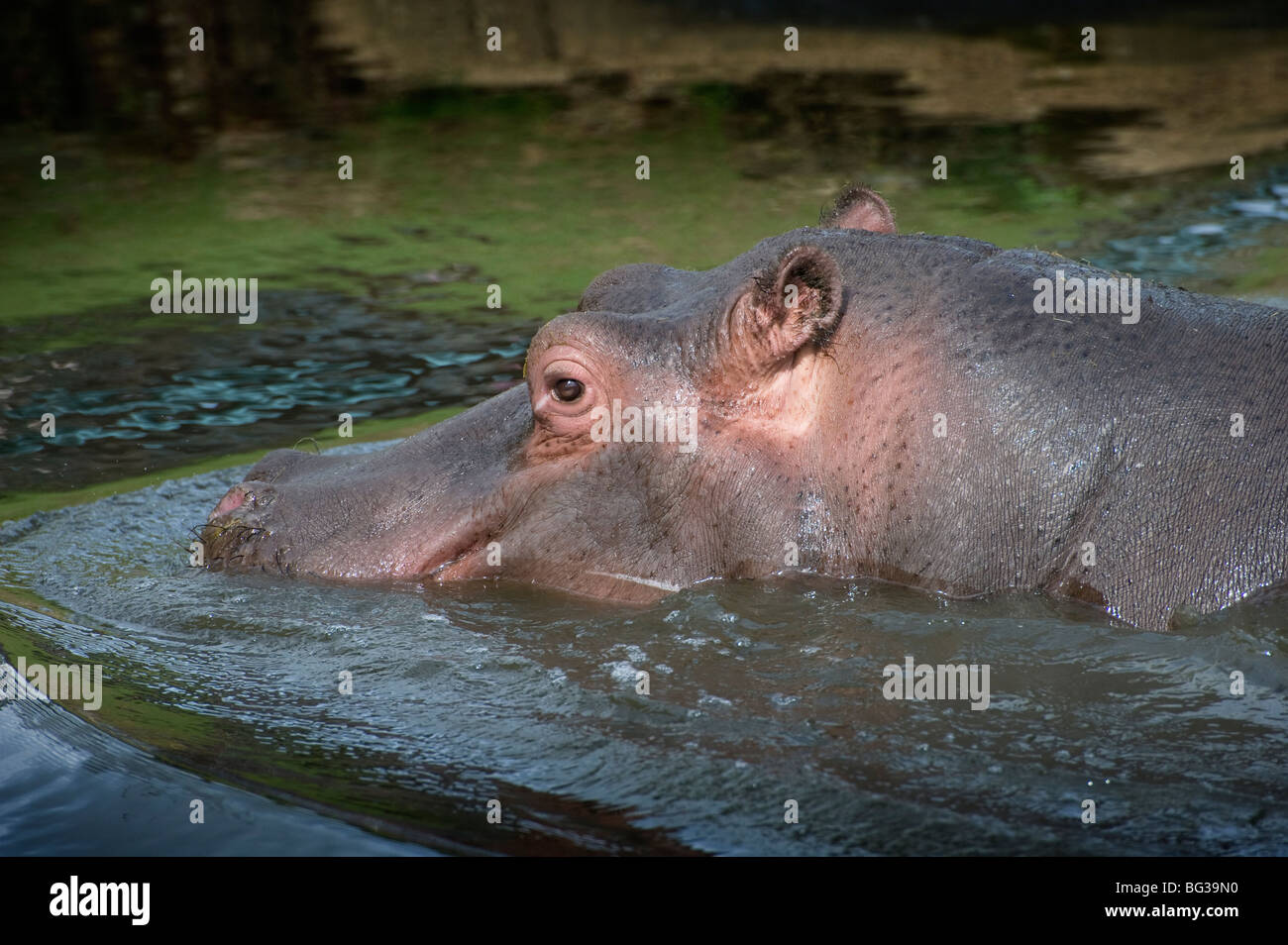Hippopotamus in captivity at Whipsnade Zoo in England Stock Photo - Alamy