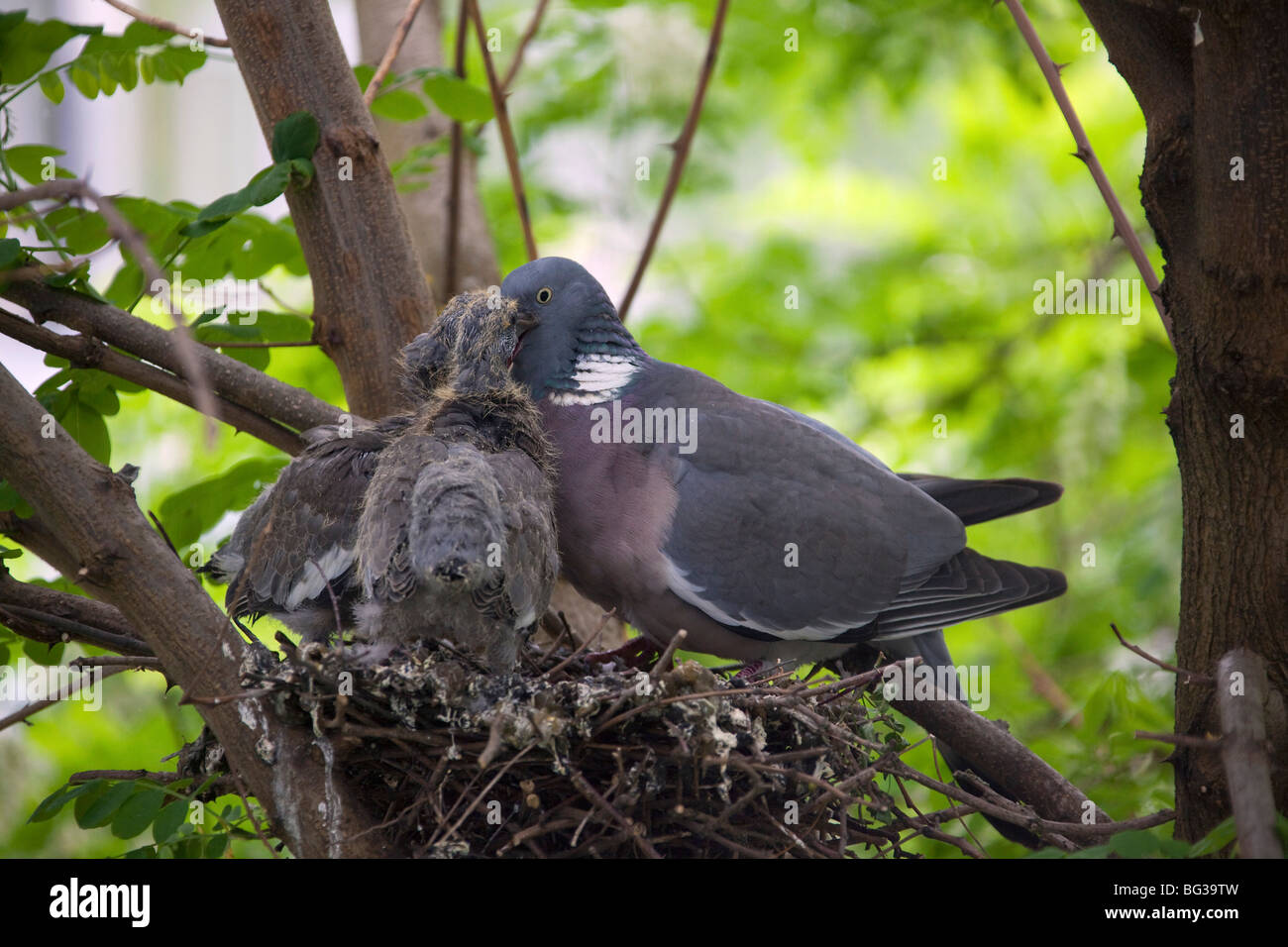 Wood Pigeon feeding its squabs in the nest / Columba palumbus Stock ...