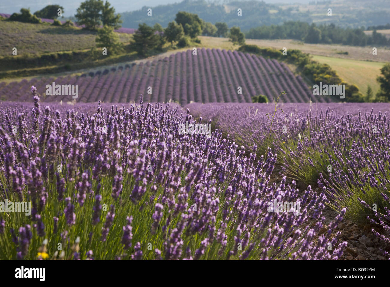 Lavender fields, Sault en Provence, Vaucluse, Provence, France, Europe ...