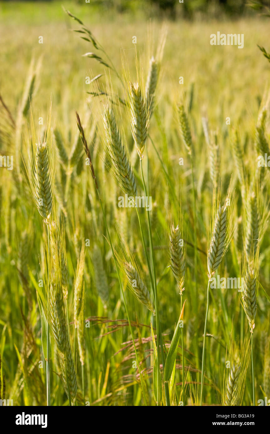 field of green unripe barley Stock Photo - Alamy