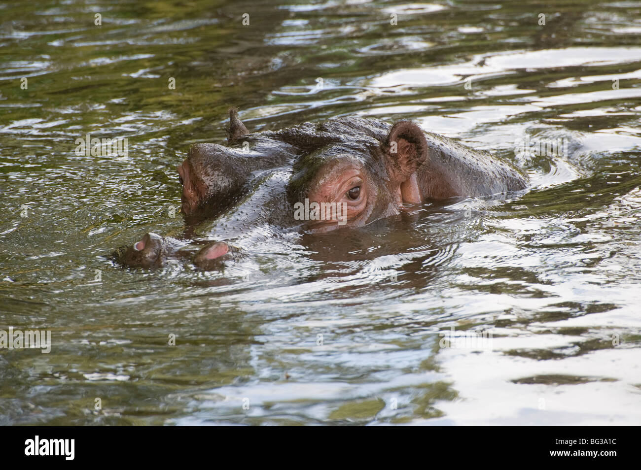 Hippopotamus in captivity at Whipsnade Zoo in England Stock Photo - Alamy