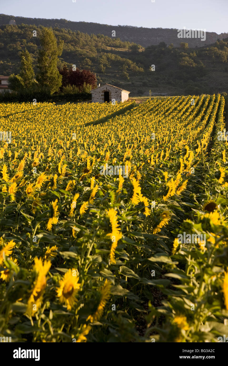 Sunflowers, Provence, France, Europe Stock Photo - Alamy