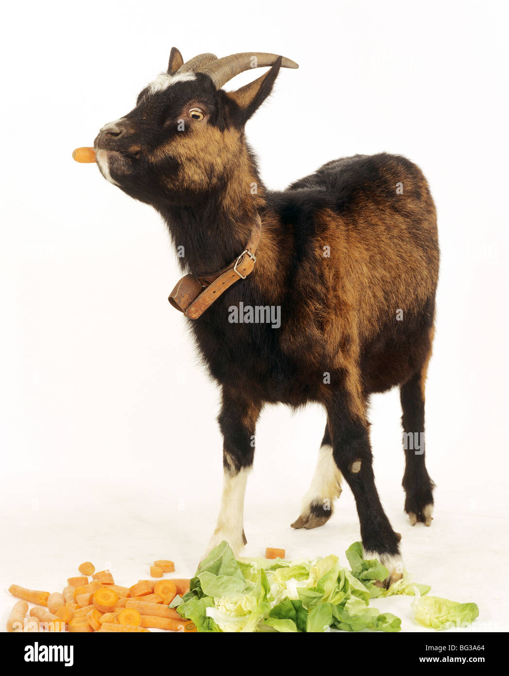 Standing goat hi-res stock photography and images - Alamy