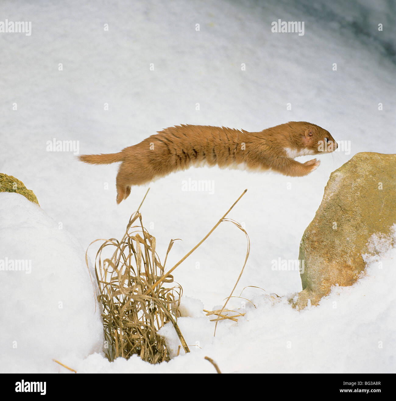 Least weasels hi-res stock photography and images - Alamy