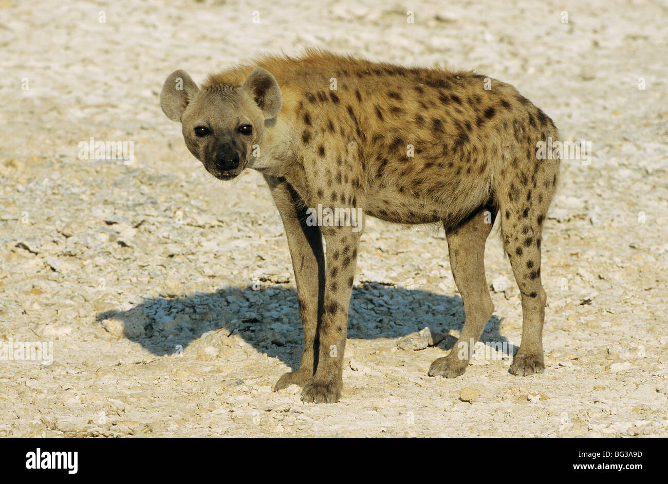 Spotted Hyena - standing / Crocuta crocuta Stock Photo - Alamy