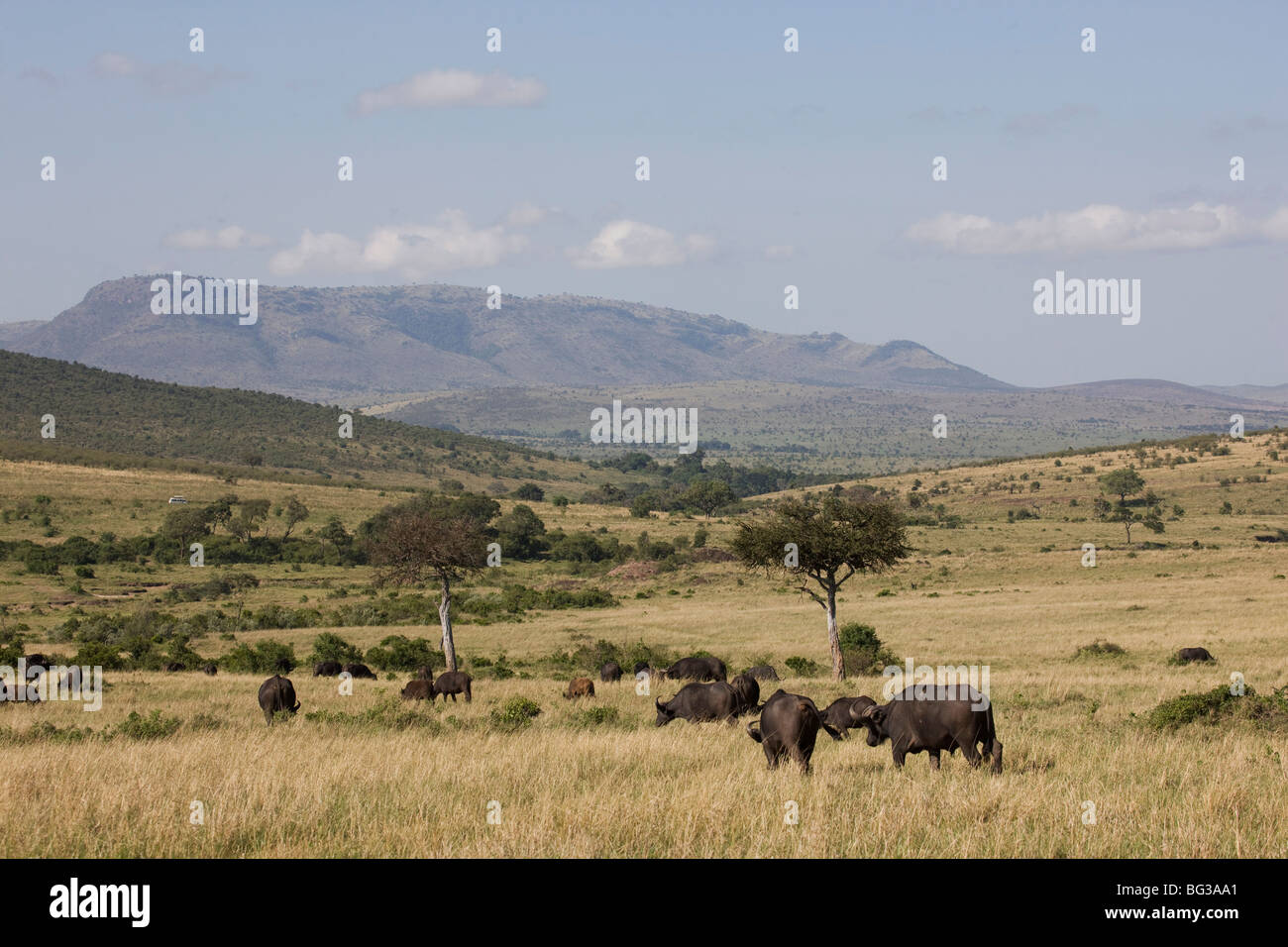 Masai mara buffalo hi-res stock photography and images - Alamy