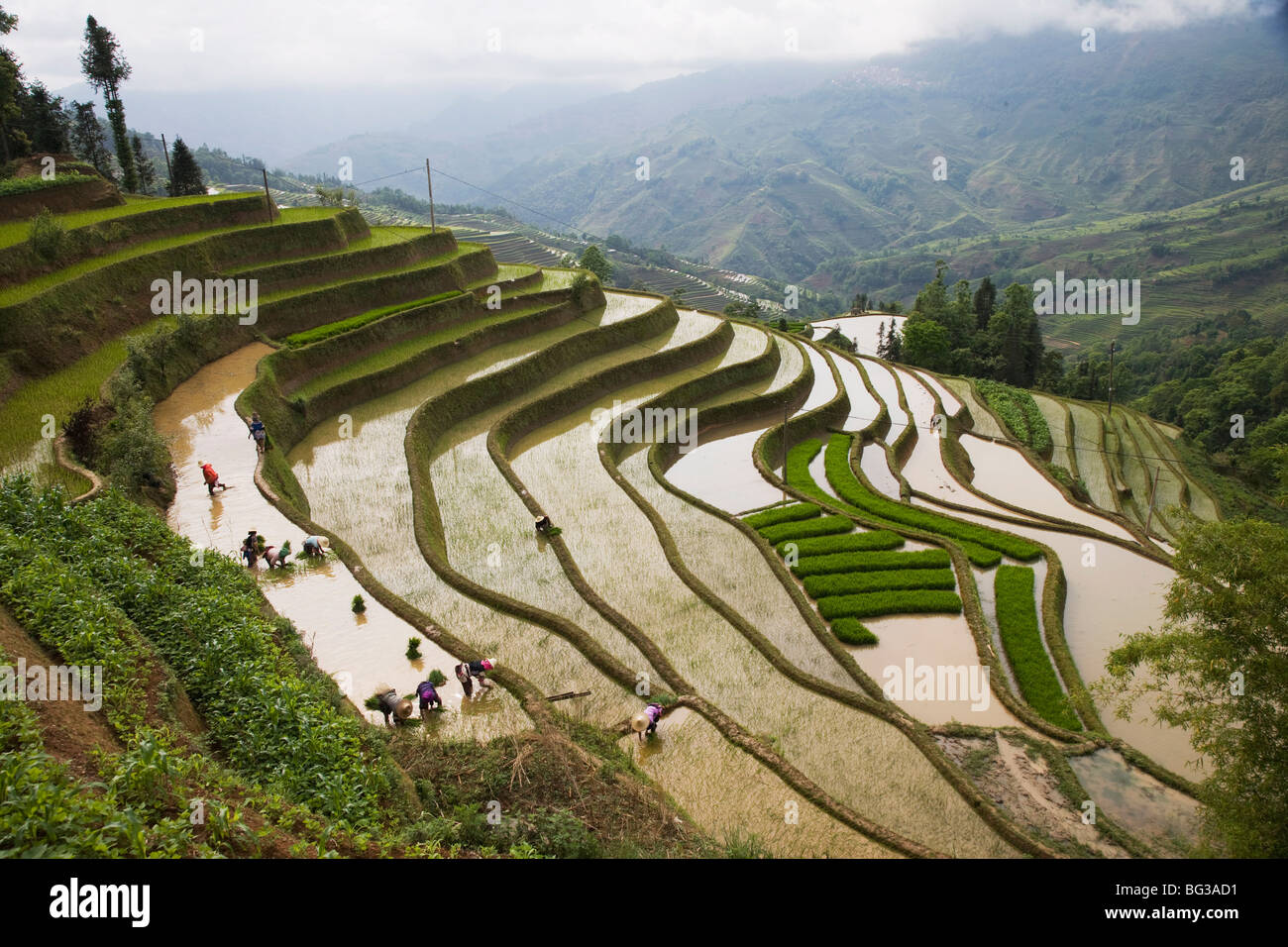 Terraced rice fields, Yuanyang, Yunnan Province, China, Asia Stock ...