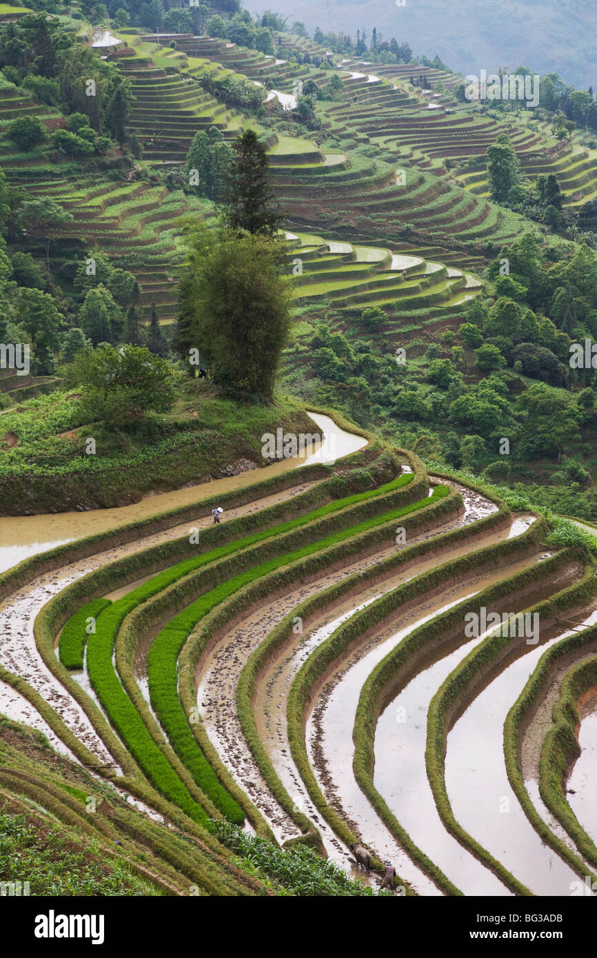 Terraced rice fields, Yuanyang. Yunnan Province, China, Asia Stock ...