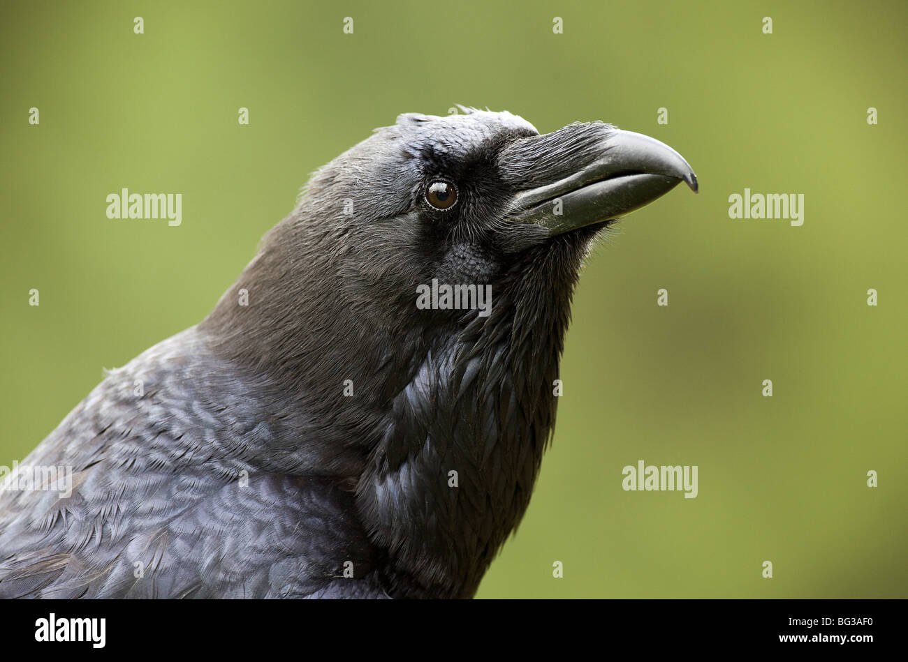 Common Raven - portrait / Corvus corax Stock Photo - Alamy