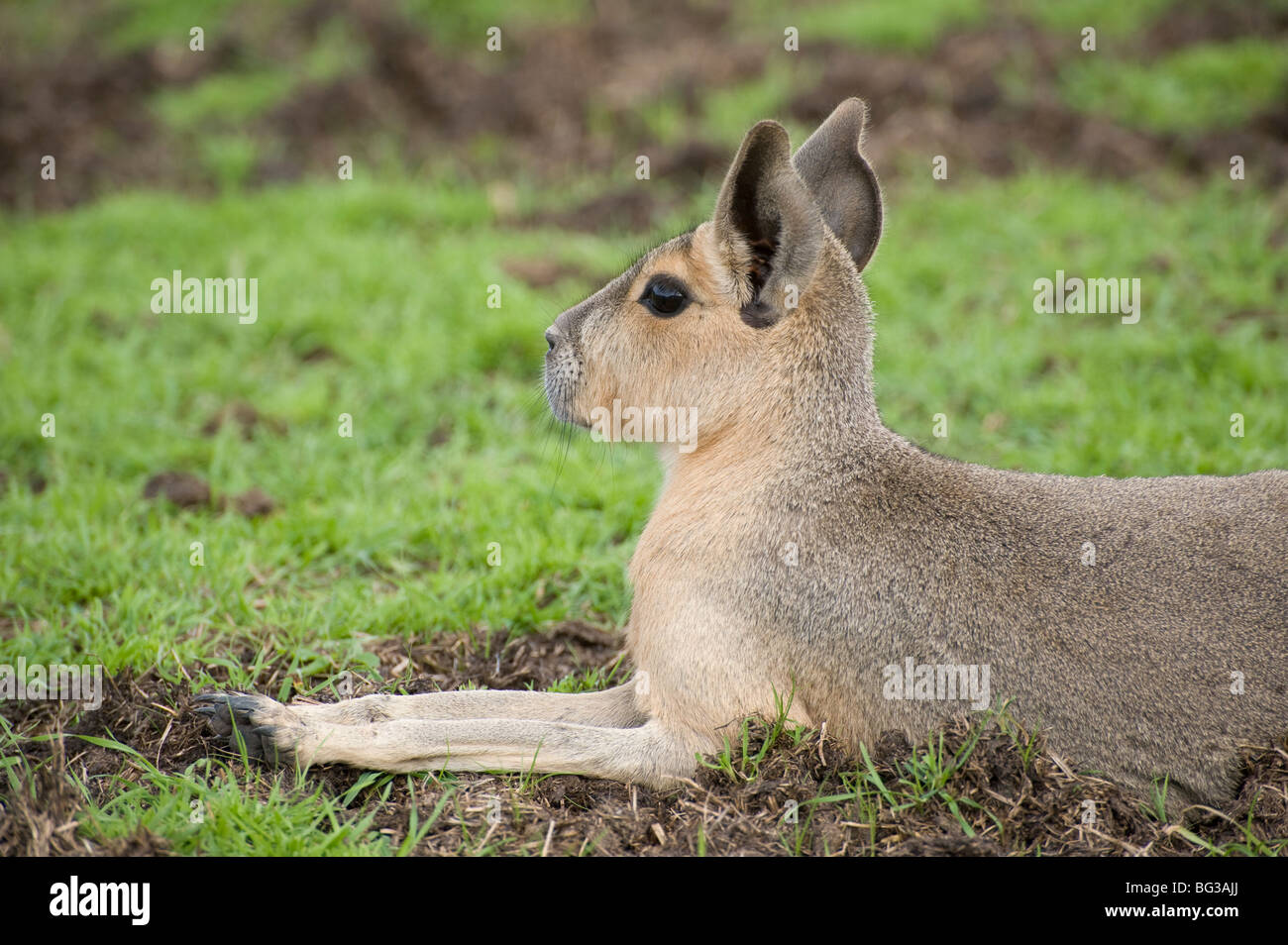 Maras animal hi-res stock photography and images - Alamy