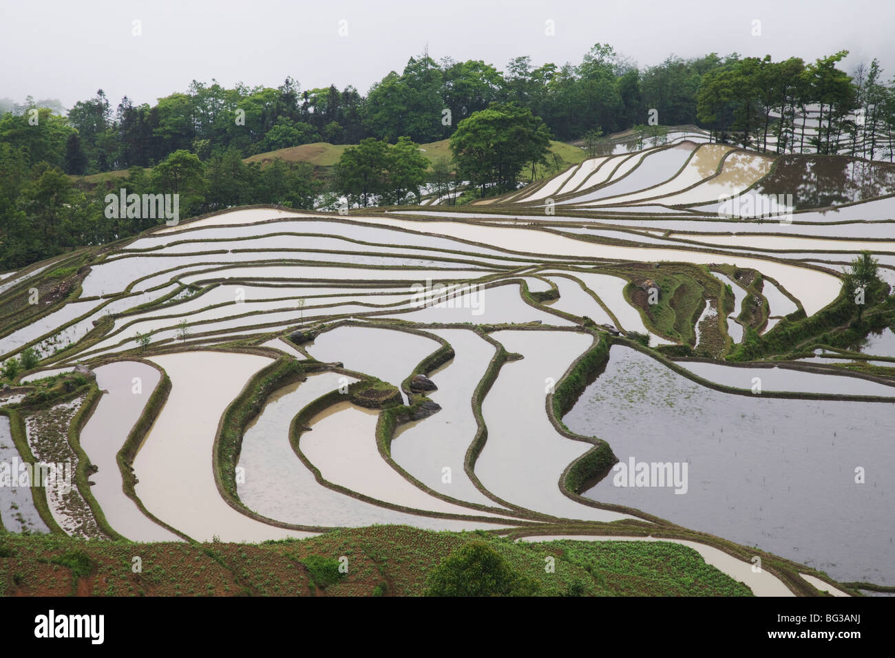 Terraced rice fields, Yuanyang, Yunnan Province, China, Asia Stock ...