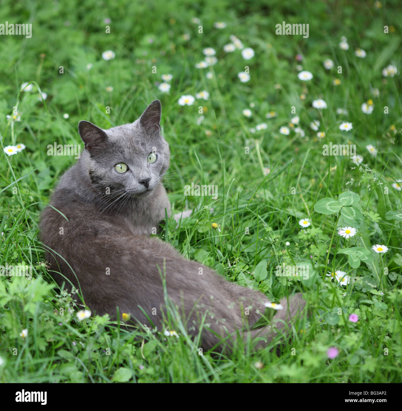 Grey cats hi-res stock photography and images - Alamy