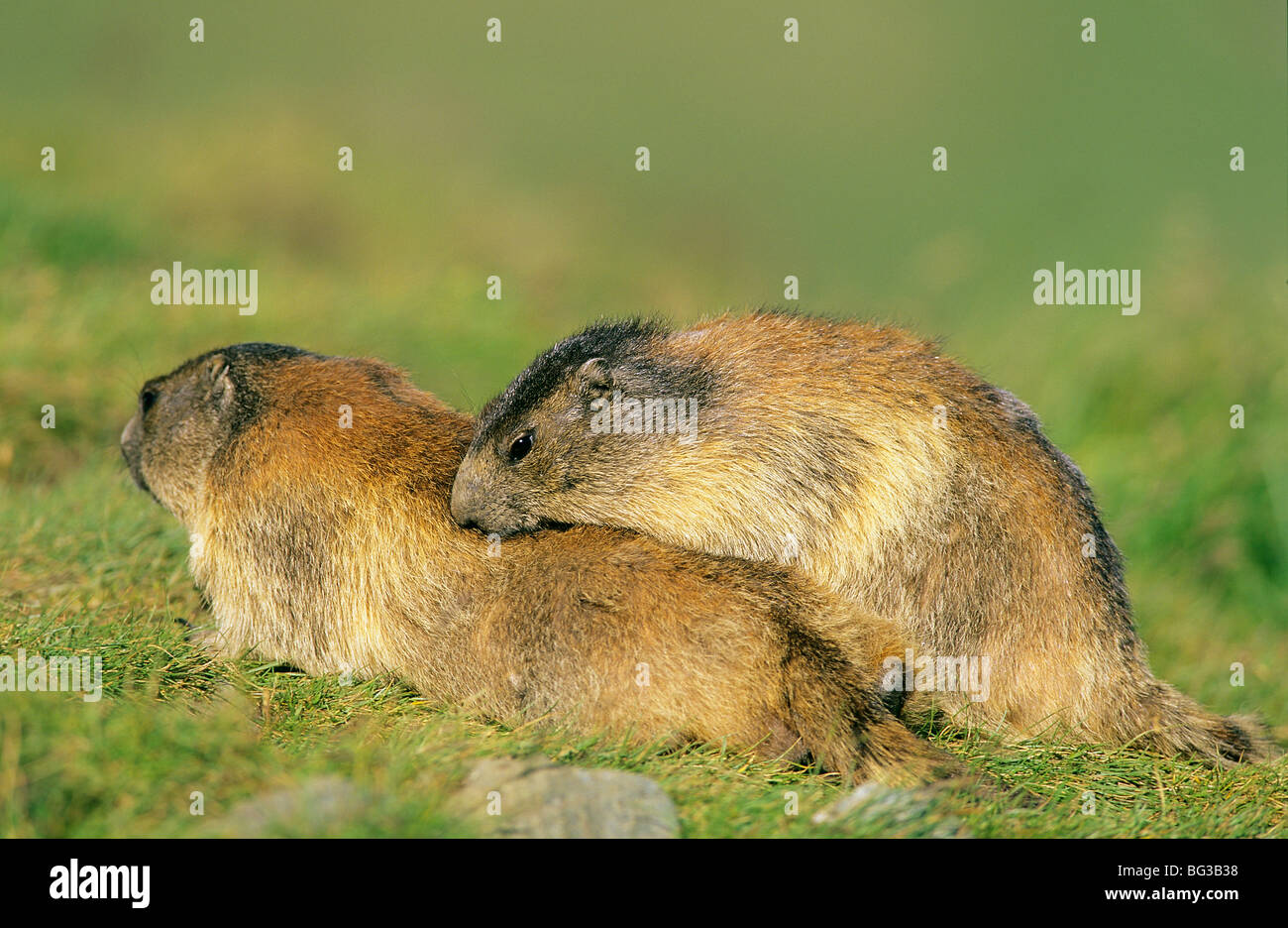 two Alpine Marmots on meadow / Marmota marmota Stock Photo - Alamy