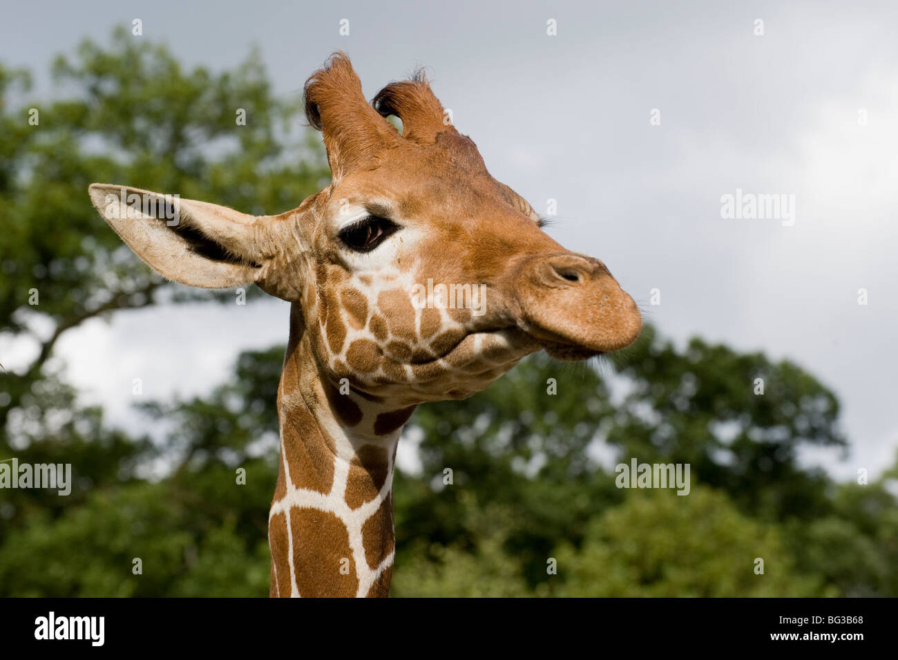 Giraffe in captivity at Whipsnade Zoo in England Stock Photo - Alamy