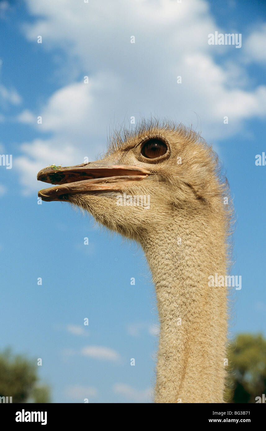 Ostrich - portrait / Struthio camelus Stock Photo - Alamy
