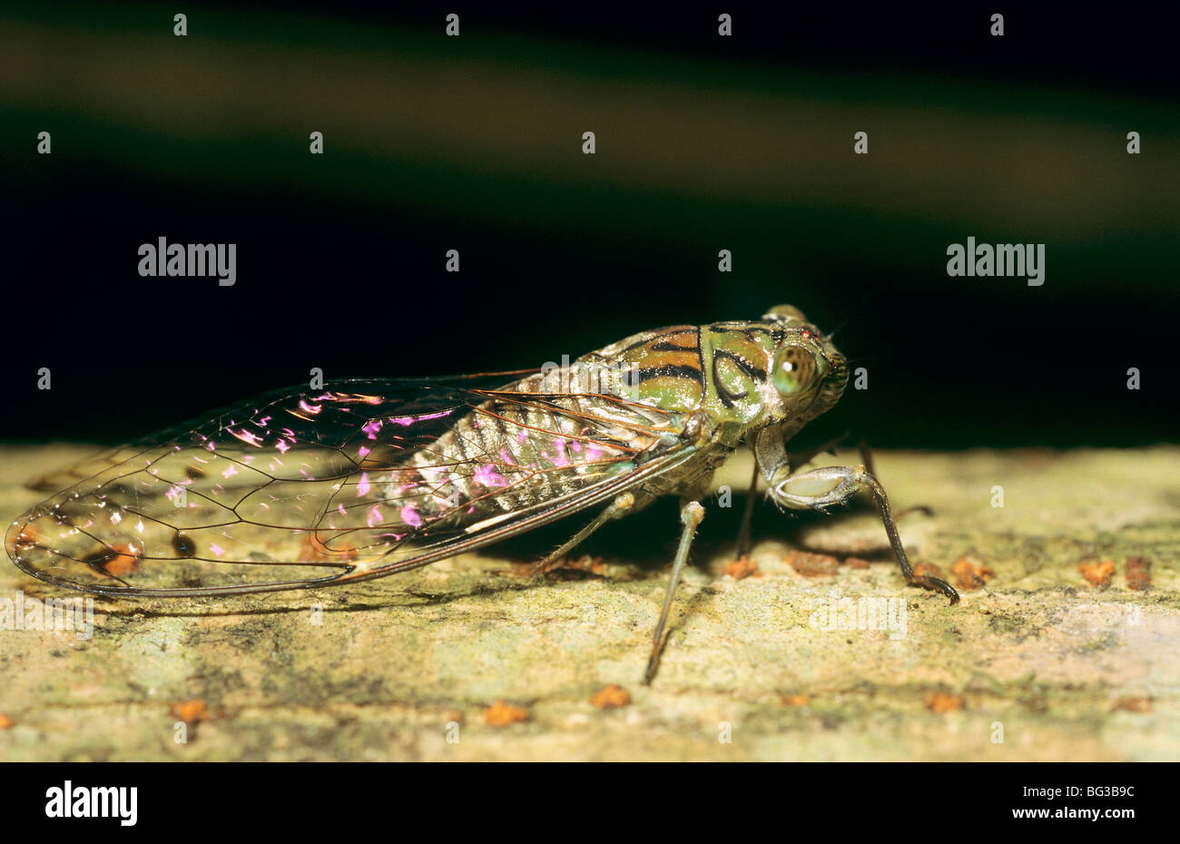 The cicada hi-res stock photography and images - Alamy