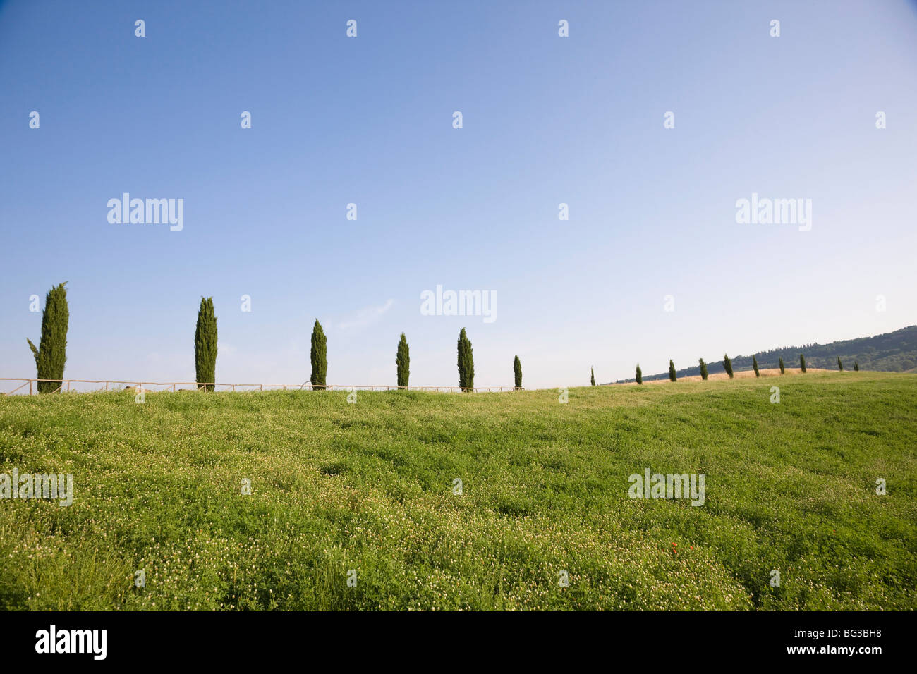 Mediterranean cypresse hi-res stock photography and images - Alamy