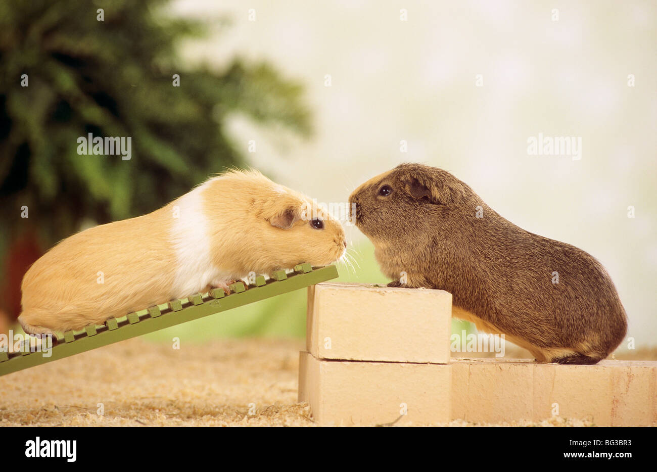 two smooth-haired guinea pigs - playing Stock Photo - Alamy