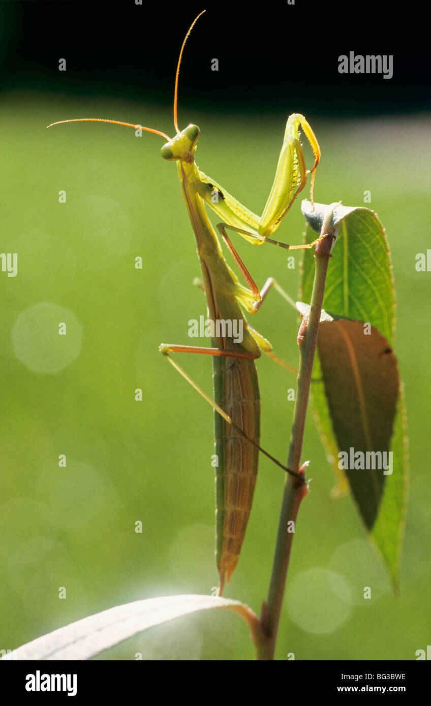 European Mantis / Mantis religiosa Stock Photo - Alamy
