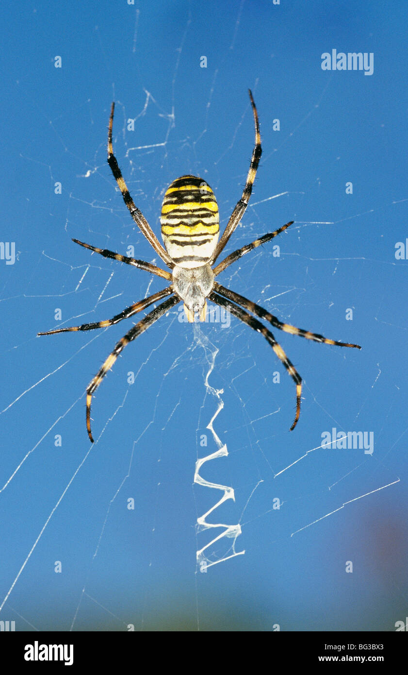 Wasp Spider (Argiope bruennichi) in spider's web Stock Photo - Alamy
