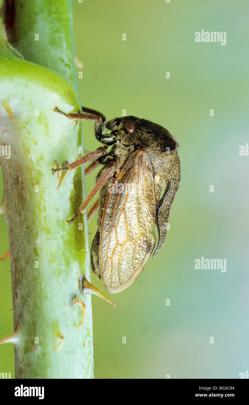 Green treehoppers hi-res stock photography and images - Alamy
