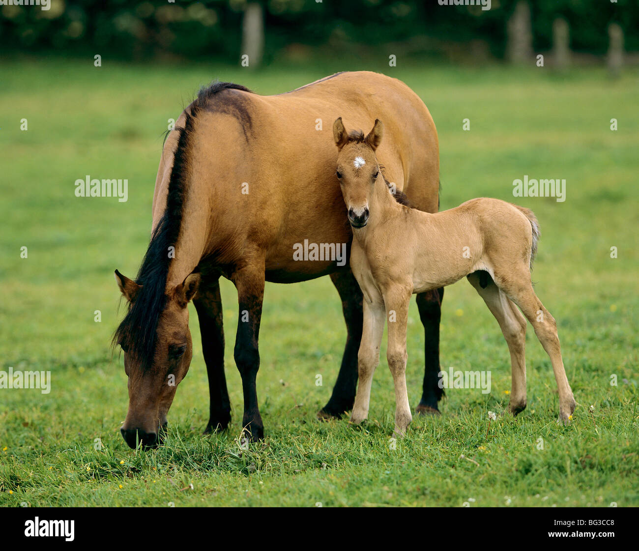 Dulmen wild horses hi-res stock photography and images - Alamy