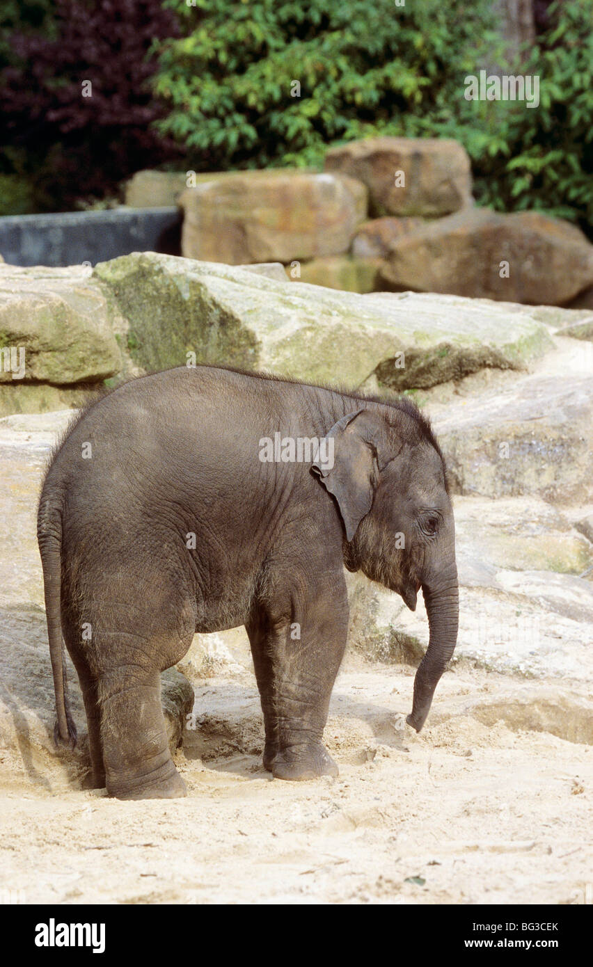 Asian Elephant - cub - zoo / Elephas maximus Stock Photo - Alamy