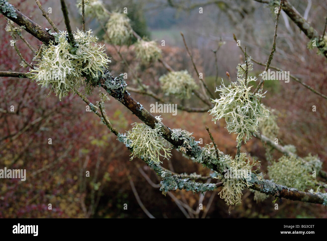 Lichen on branches of tree Stock Photo - Alamy